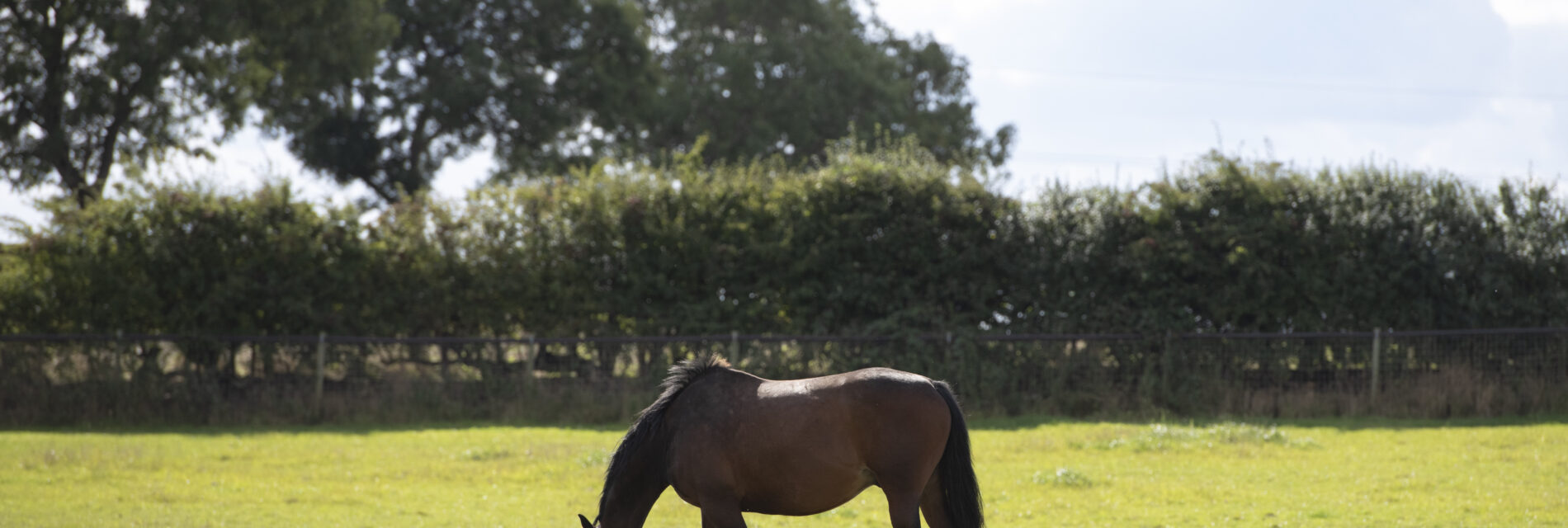 Blog – Thorpe Farm Equestrian